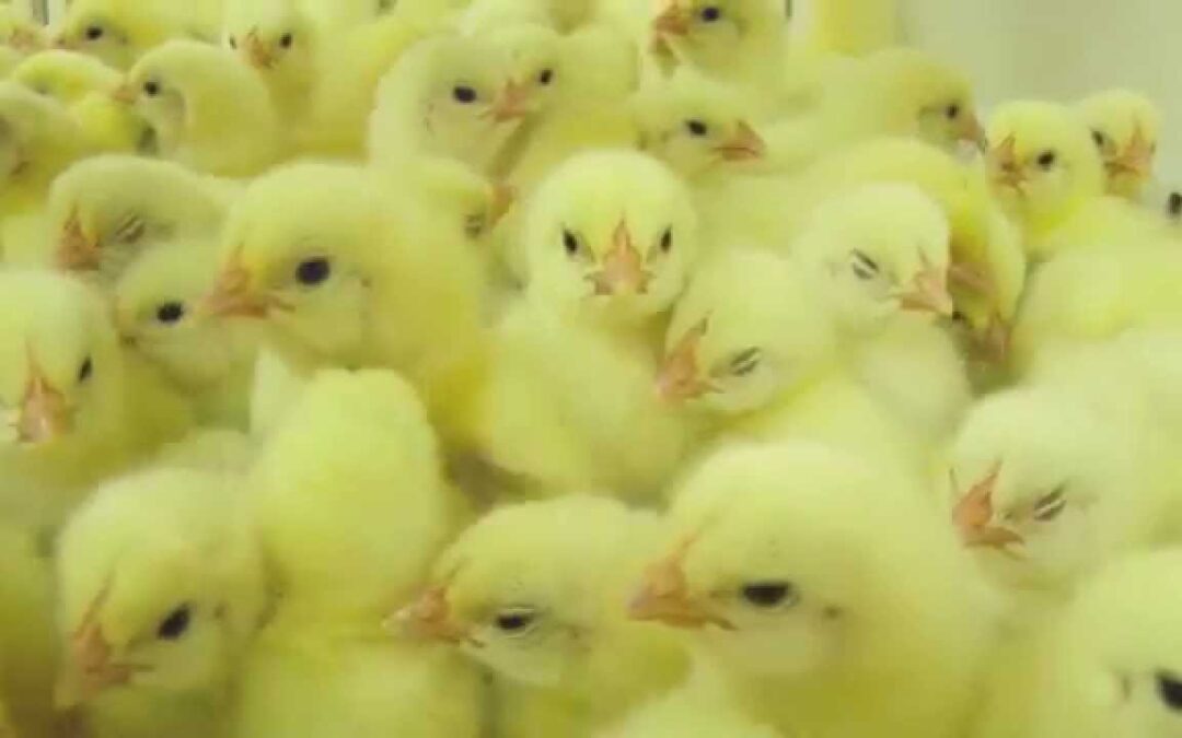 Animal Equality investigation in chicken hatcheries | SedeSana